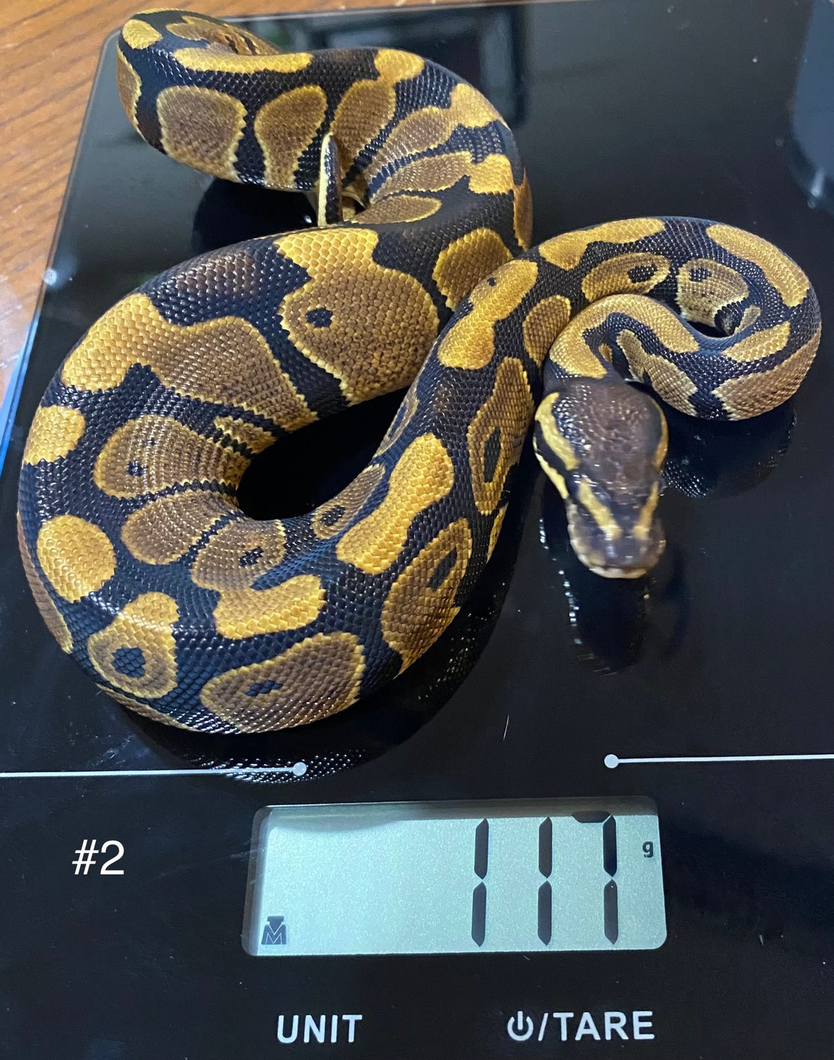 …Pair…Super Jolliff Tiger Jolliff Axanthic Het Albino Ball Python by ...