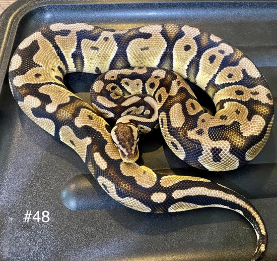 Male 1356 Gram Pastel Pos Het Clown Ball Python by Rail Road Royals