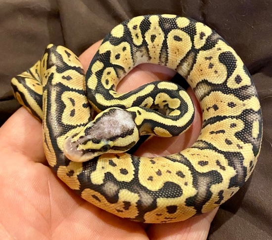Super Pastel Female Ball Python by Rail Road Royals