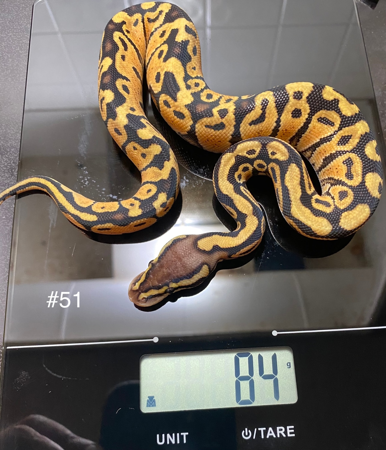 …Pair…Pastel 100% Het Lavender Albino 66% Het Clown Ball Python by Rail ...