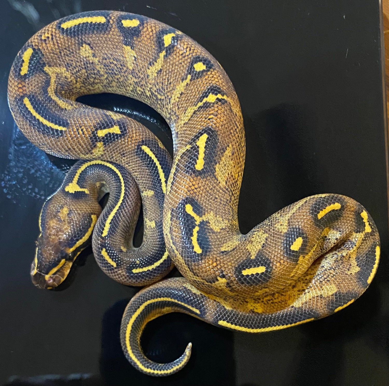 Freeway Ball Python by RailRoad Royal’s - MorphMarket