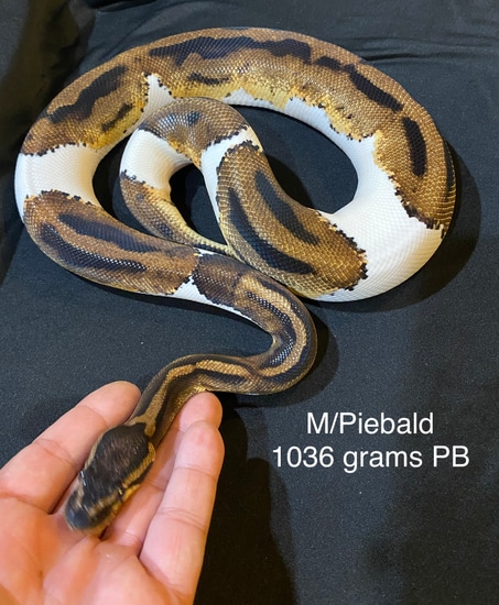 Piebald PB Ball Python by Rail Road Royals