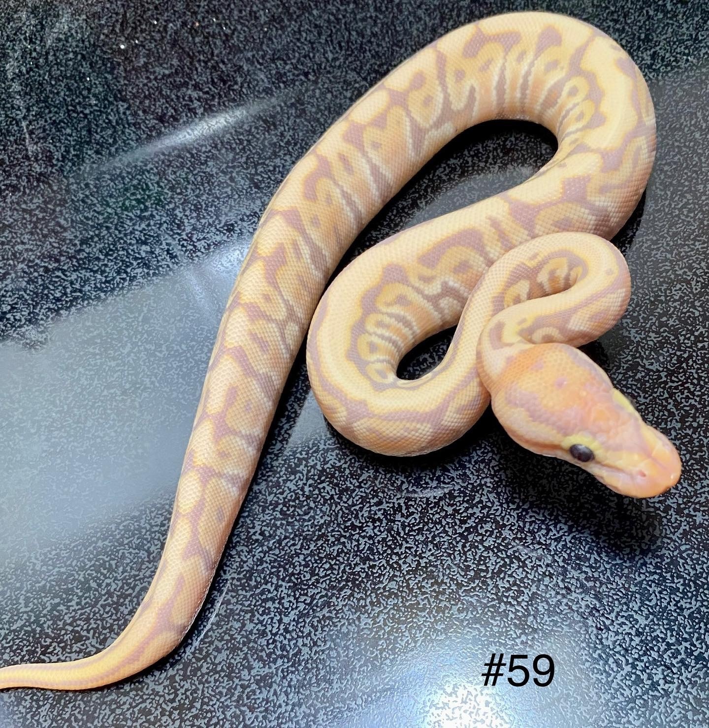 Pair…Banana Hidden Gene Woma 100% Het Clown Ball Python by Rail Road ...