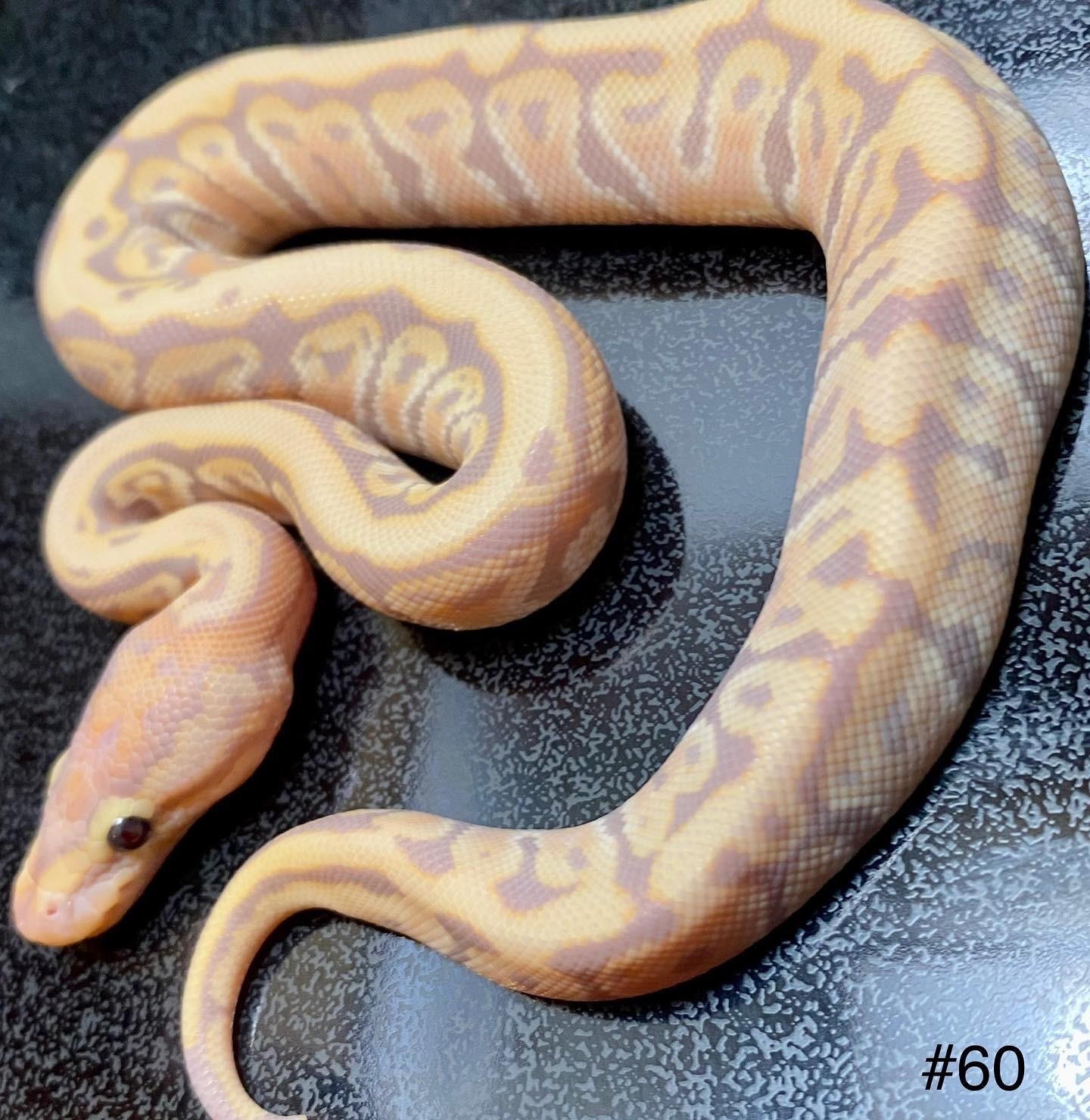Pair…Banana Hidden Gene Woma 100% Het Clown Ball Python by Rail Road ...