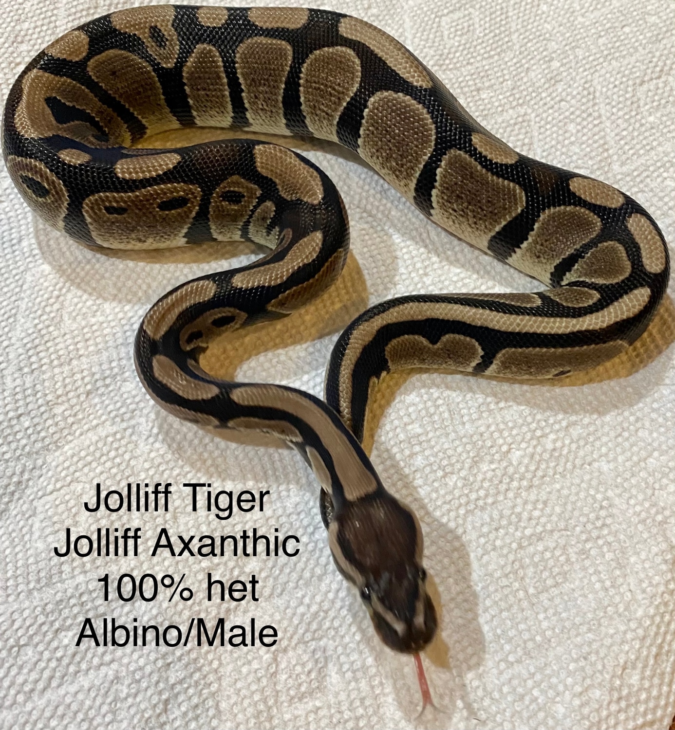 Jolliff Tiger Jolliff Axanthic 100% Het Albino Ball Python by Rail Road ...