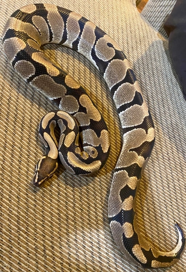 Blade 100% Double Het Clown Lavender Albino (Genetic Tested) Ball ...