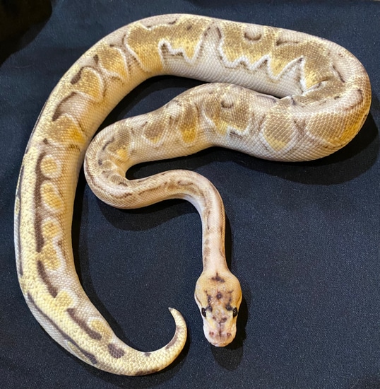 Champagne Enchi Orange Dream Ball Python by Rail Road Royals
