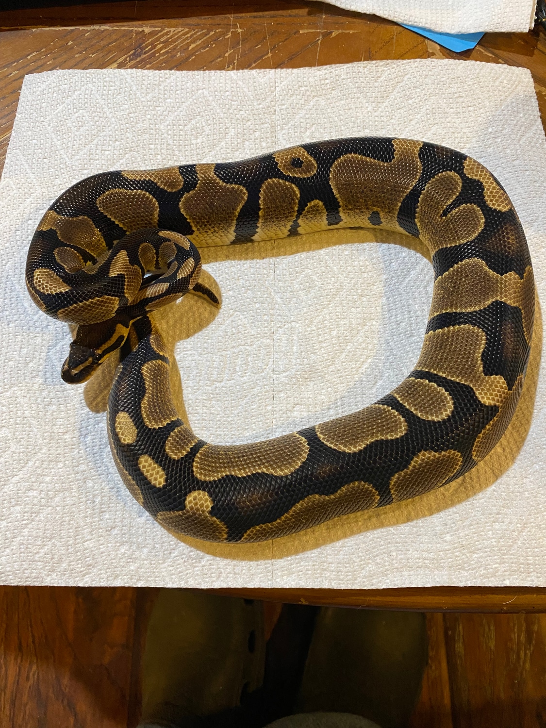 Super Tiger 100% Het Jolliff Axanthic 100% Het Albino Ball Python by ...