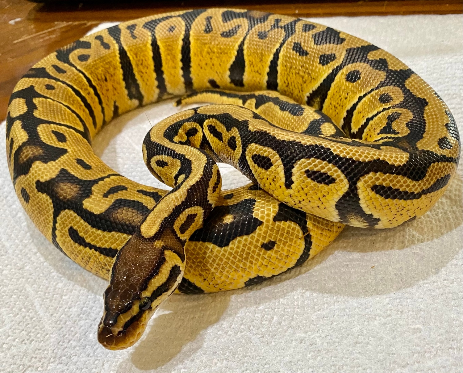 Pastel 100% Het Lavender Albino 66% Het Clown Ball Python by Rail Road ...