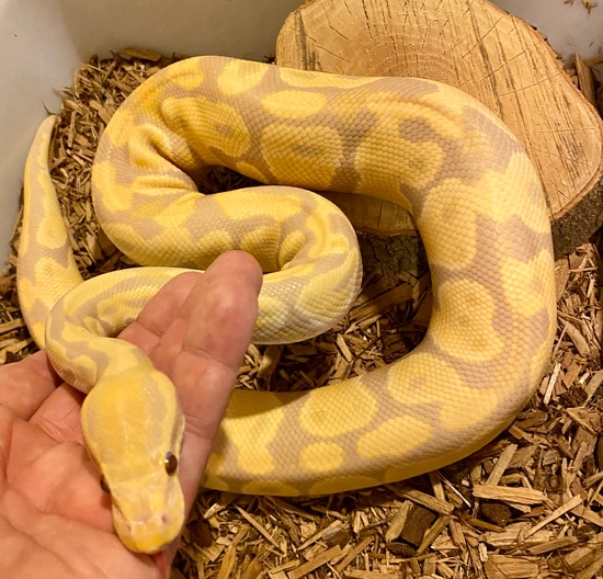 Pair- F/100% Het Albino M/het Candy/het Albino Ball Python by Rail Road ...
