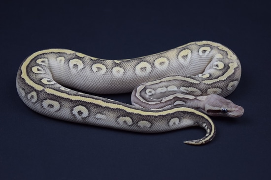 Pastel Super Phantom Ball Python by Ice Reptiles