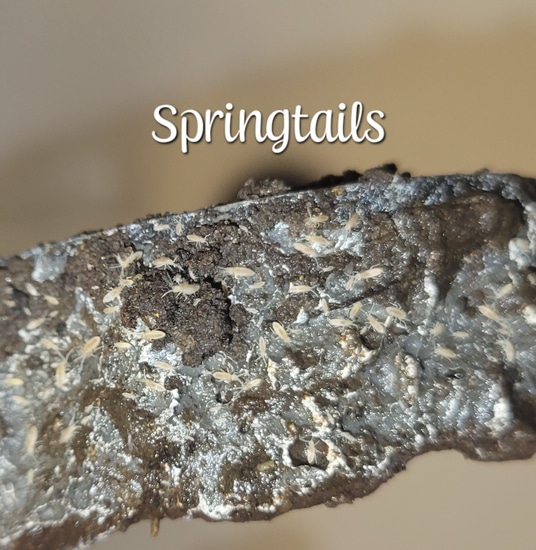 Springtails, 100 Pk (Add On) More Invertebrate by Tangled Webs 🕸
