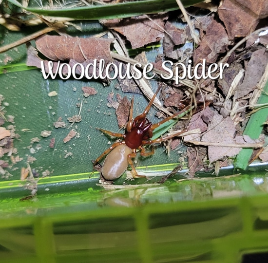 Woodlouse Spider (Unsexed) Other Spider by Tangled Webs 🕸