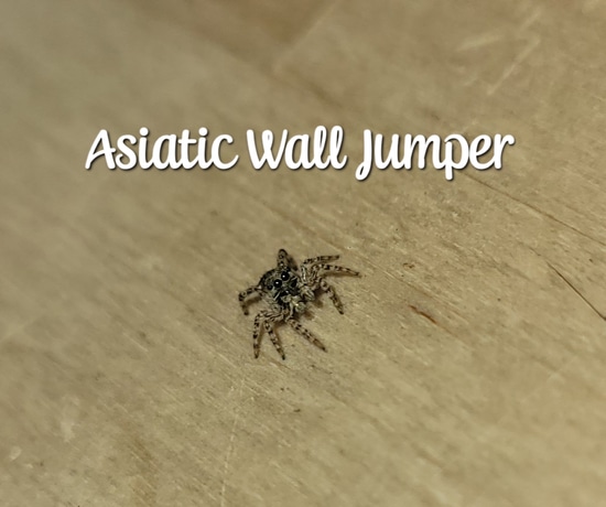 Asiatic Wall Jumping Spider (Female) by Tangled Webs 🕸