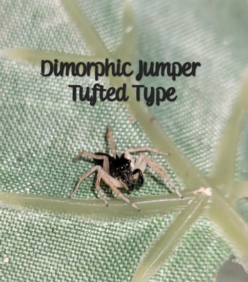 Dimorphic Jumper, Tufted Morph (Male) Jumping Spider by Tangled Webs 🕸