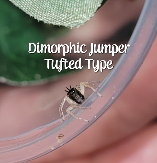 Dimorphic Jumping Spider, Tufted Morph (Male) by Tangled Webs 🕸