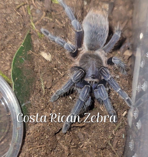 Costa Rican Zebra Tarantula (Unsexed) by Tangled Webs 🕸