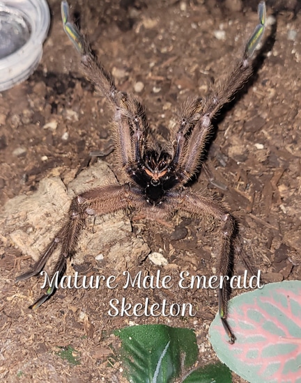 Emerald Skeleton Tarantula (Male) by Tangled Webs 🕸