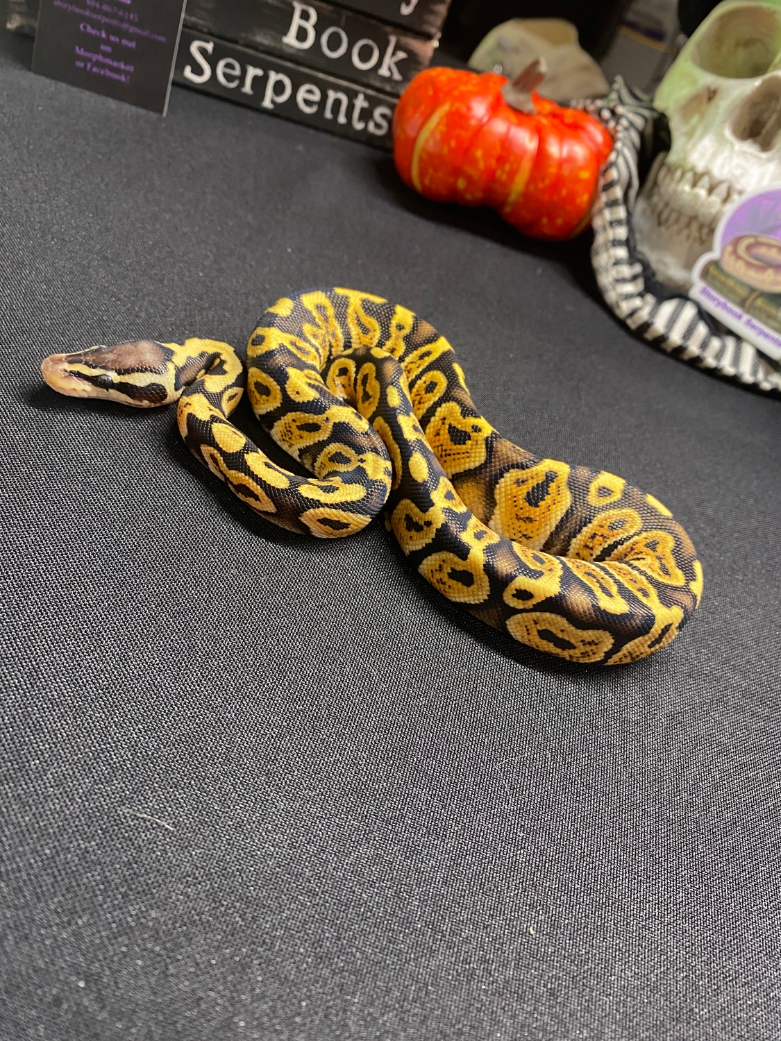 GHI Pastel Sulfur Ball Python by Tennessee Constrictors-Storybook ...