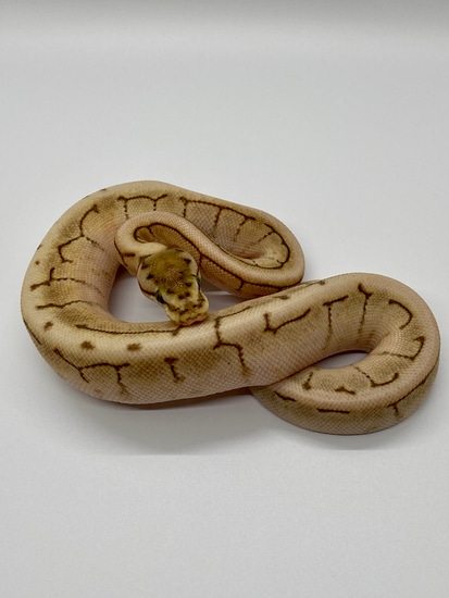 Lesser Spinner Ph Pied Ball Python by Tennessee Constrictors-Storybook ...
