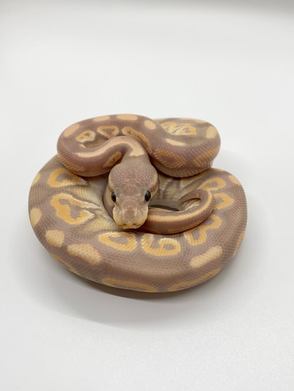 Banana Cinnamon Mystic Ball Python by Tennessee Constrictors-Storybook ...
