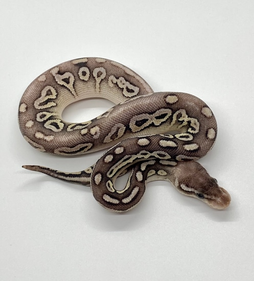 Pewter Mystic Ball Python by Tennessee Constrictors-Storybook Serpents