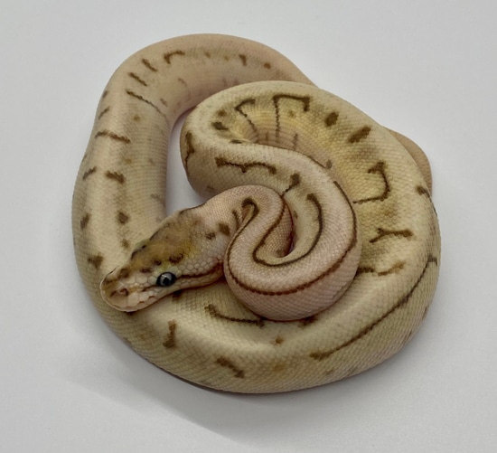 Lesser Enchi Spinner Pos YB Ph Pied Ball Python by Tennessee ...