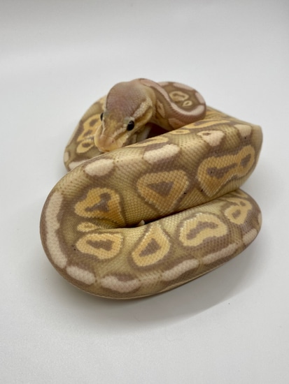 Banana Pewter Ball Python by Tennessee Constrictors-Storybook Serpents