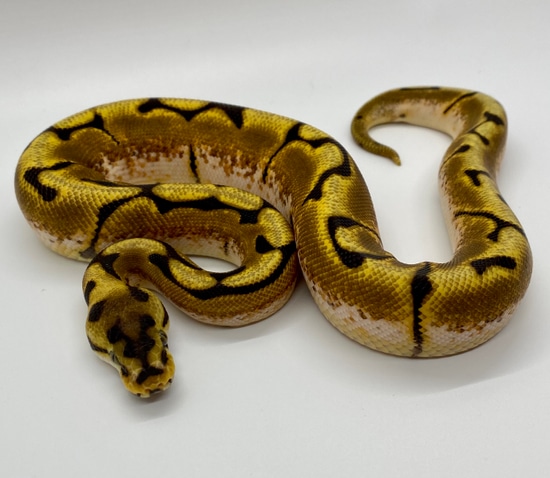 Enchi Yellow Belly Spider Ball Python by Tennessee Constrictors ...