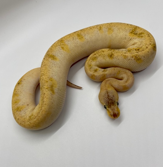 Pastel Enchi Champagne Het Clown Ball Python by Tennessee Constrictors ...