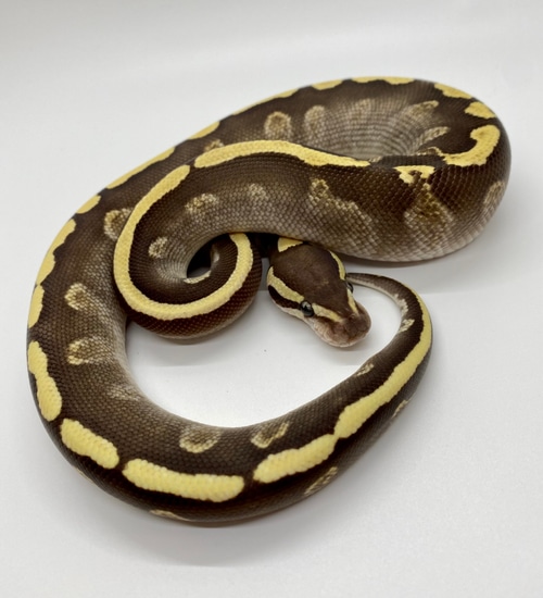 GHI Mojave Ball Python by Tennessee Constrictors-Storybook Serpents