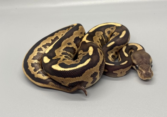 Leopard Cinnamon Mojave Fire Het Hypo Ball Python by Tennessee ...