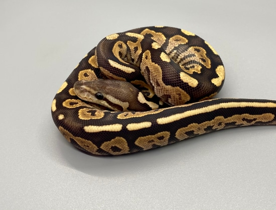 Cinnamon Fire Mystic Het Hypo Ball Python by Tennessee Constrictors ...