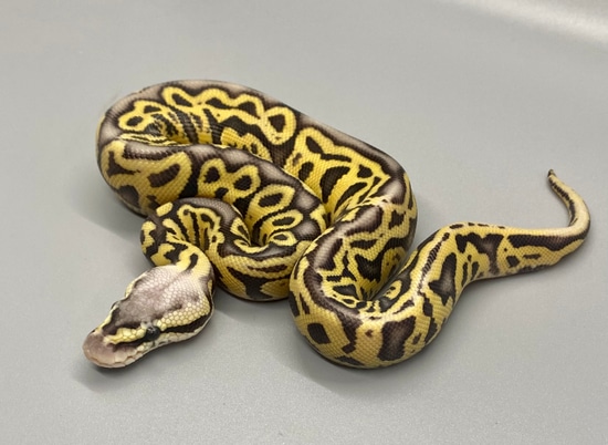 Superfly Leopard Double Het Hypo/Clown Ball Python by Tennessee ...