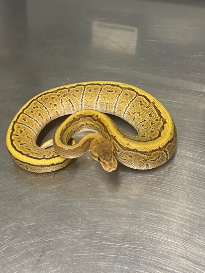 Vanilla Cypress Pinstripe Het Ultramel Ball Python by Tennessee ...