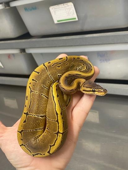 Vanilla Pinstripe Het Ultramel Ball Python by Tennessee Constrictors ...