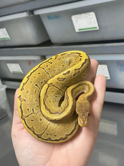 Vanilla Cypress Pinstripe Het Ultramel Ball Python by Tennessee ...