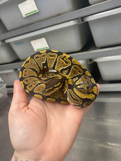 Vanilla Het Ultramel Ball Python by Tennessee Constrictors-Storybook ...