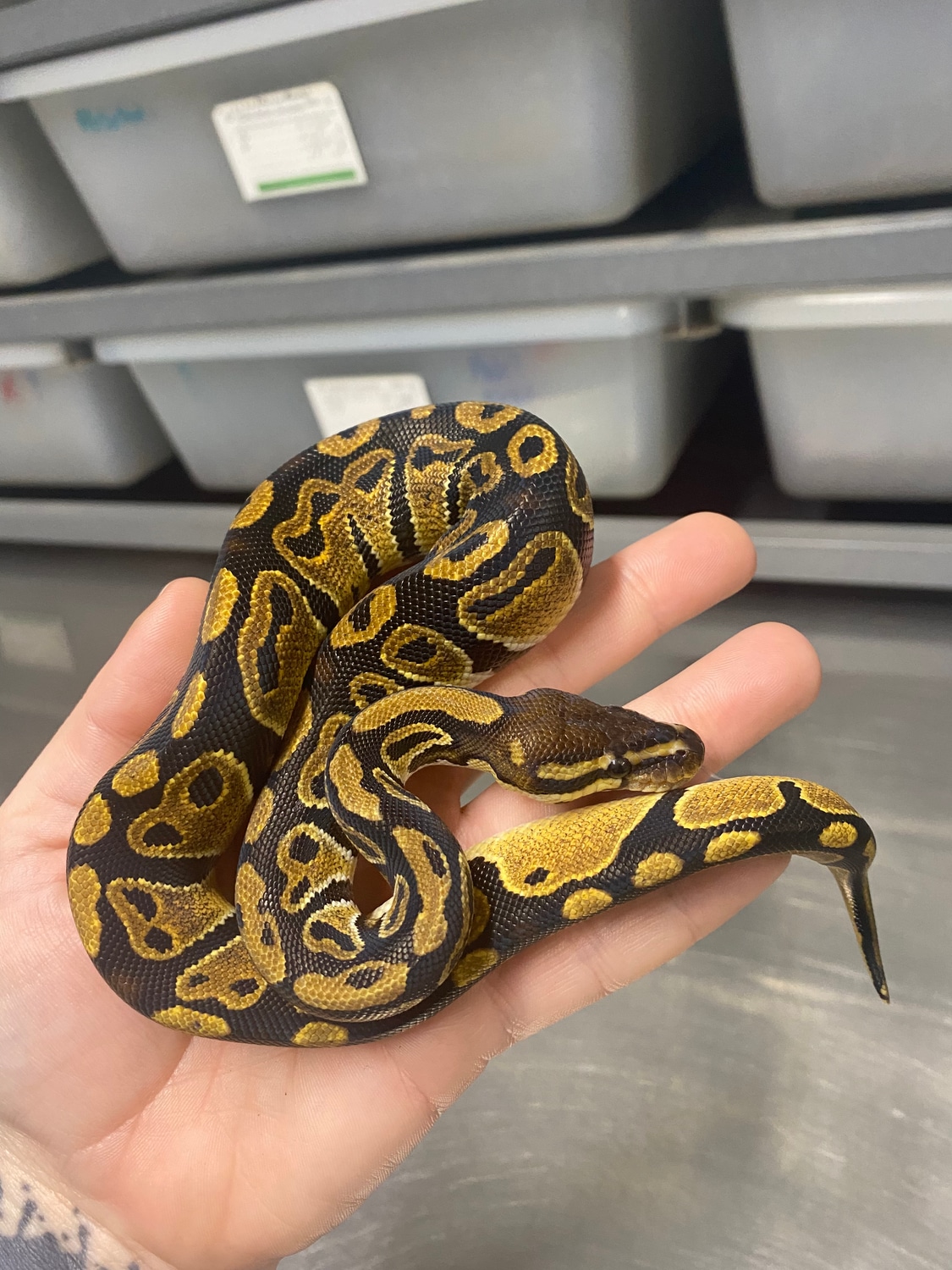 Trick Ball Python by Tennessee Constrictors-Storybook Serpents ...