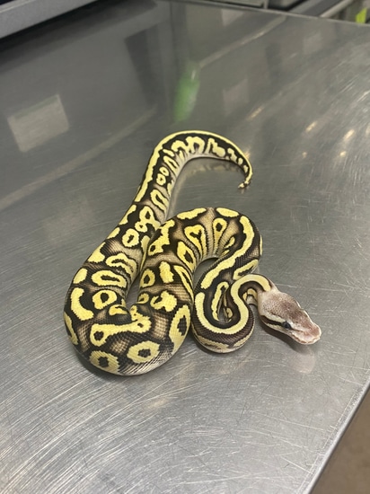 Firefly Phantom Nanny Ball Python by Tennessee Constrictors-Storybook ...