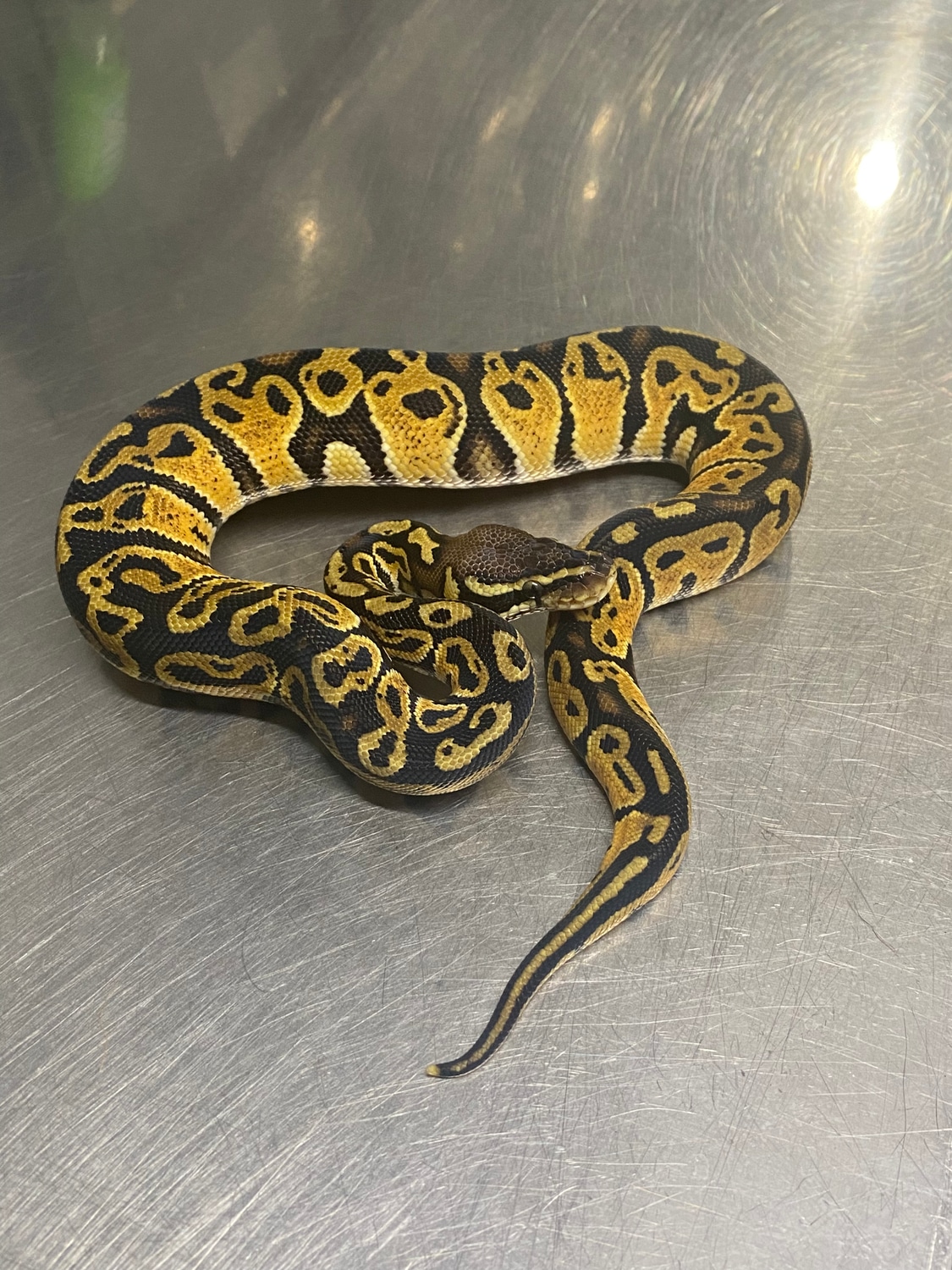 Pastel Trick Ball Python by Tennessee Constrictors-Storybook Serpents ...
