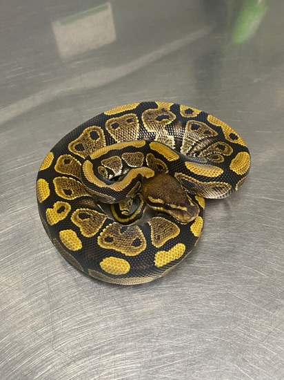 Mahogany Het Ultramel Ball Python by Tennessee Constrictors-Storybook ...