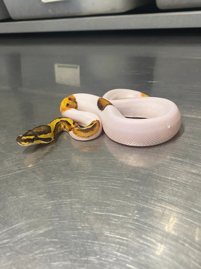 Vanilla Enchi Pied Ball Python by Tennessee Constrictors-Storybook Serpents