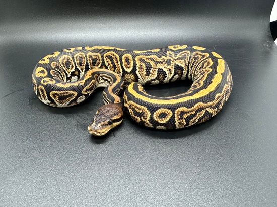 Black Pastel Cypress Possible YB Ball Python by Tennessee Constrictors ...
