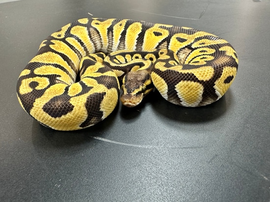 Pastel Enchi Mystic Het Hypo Ball Python by Tennessee Constrictors ...