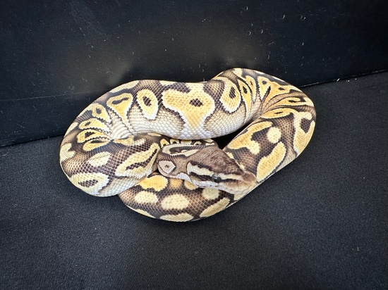 Pewter Enchi Mystic Het Hypo Ball Python by Tennessee Constrictors ...