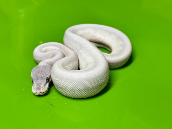 Super Mojave Possible Leopard/Harlequin Ball Python by Tennessee ...