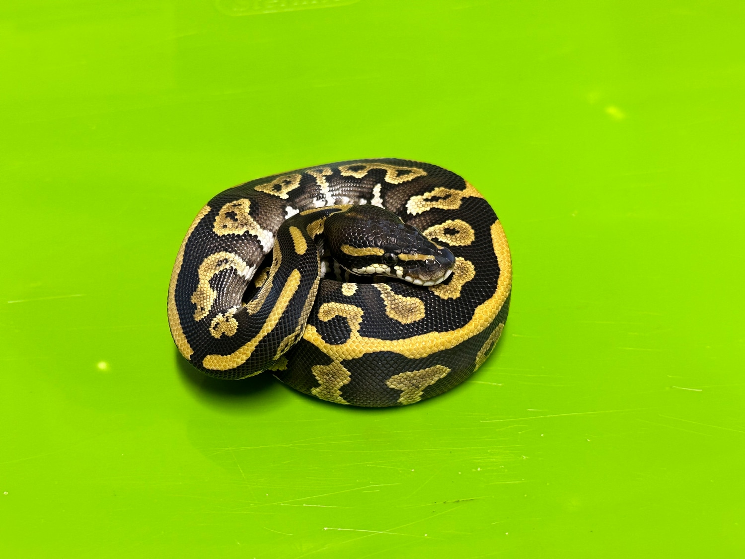 Leopard Mojave Ball Python by Tennessee Constrictors-Storybook Serpents ...