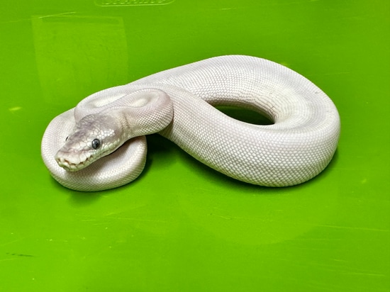 Super Mojave Possible Leopard/Harlequin Ball Python by Tennessee ...