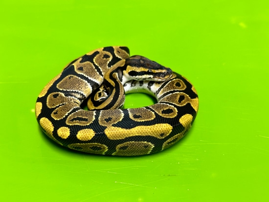 Harlequin Ball Python by Tennessee Constrictors-Storybook Serpents